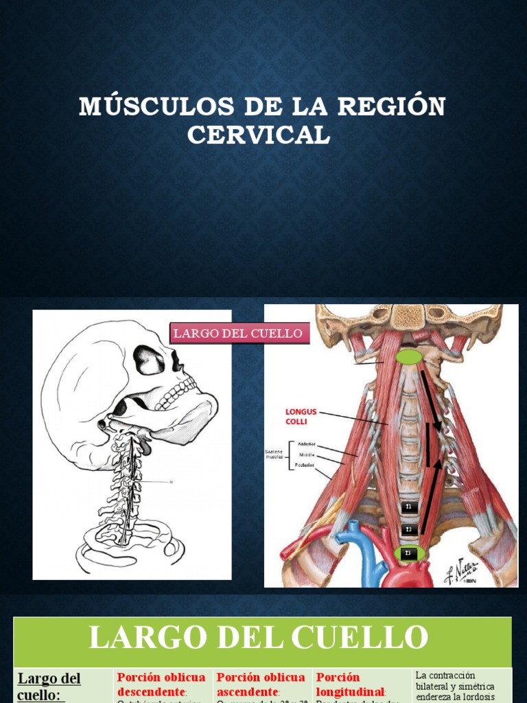 Músculos de La Región Cervical | Télécharger gratuitement PDF | Sistema ...