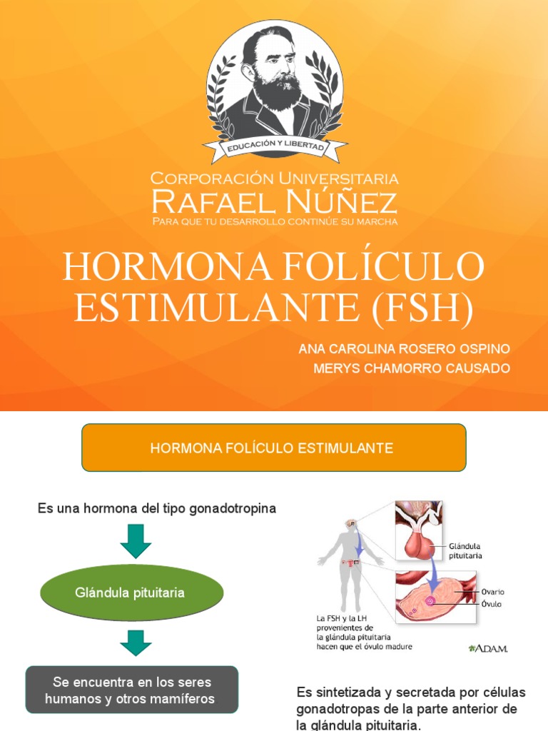 Hormona Folículo Estimulante (FSH) : Ana Carolina Rosero Ospino Merys ...