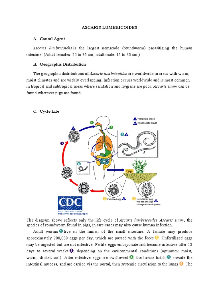 Ascaris Lumbricoides Is The Largest Nematode (Roundworm) Parasitizing ...