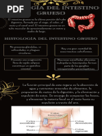 Anatomía y Fisiología Anorrectal | PDF | Recto | Sistema digestivo