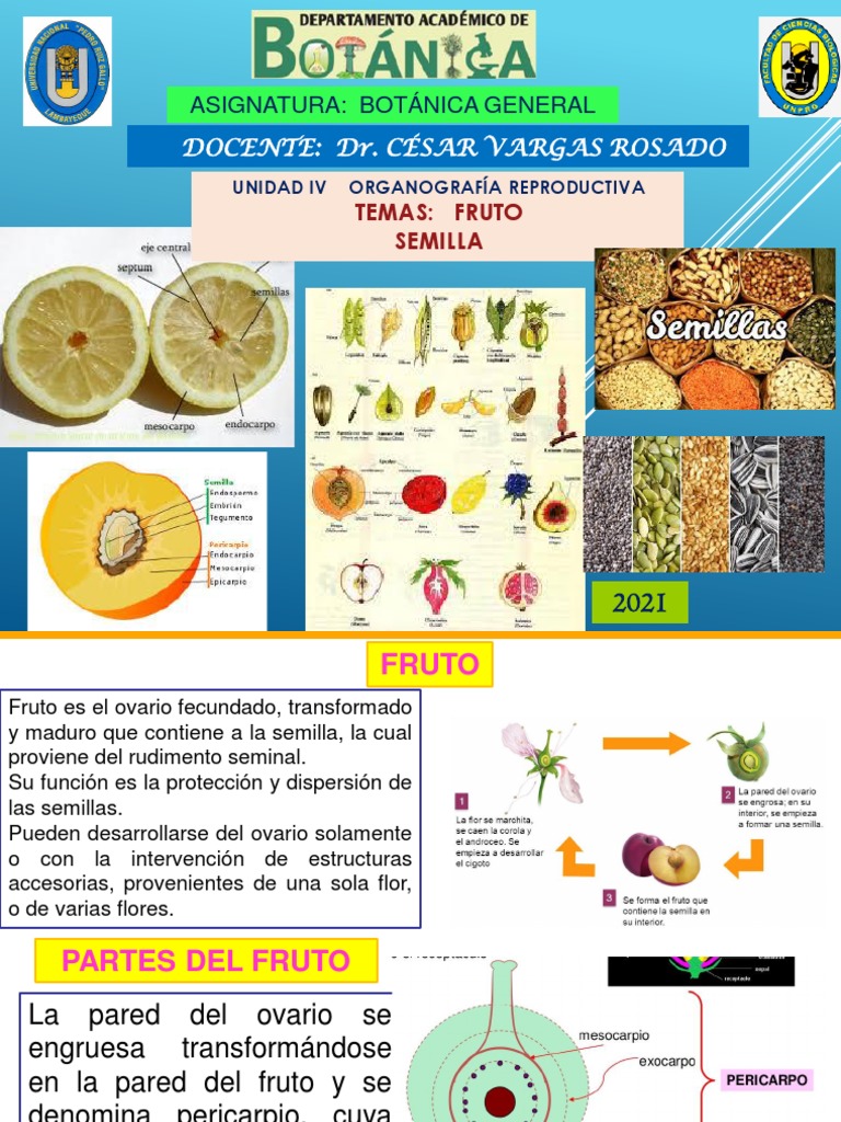 Teoría Clase 13 Fruto Semilla | PDF | Fruta | Germinación