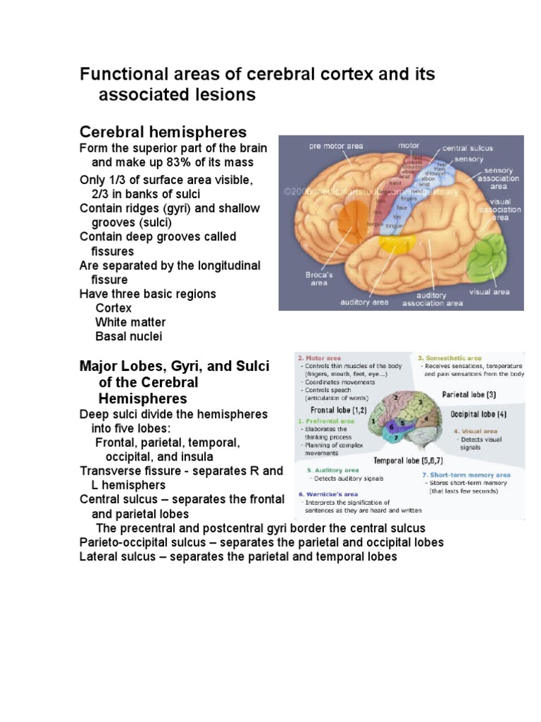 Functional Areas of Cerebral Cortex and Its Associated Lesions | PDF ...