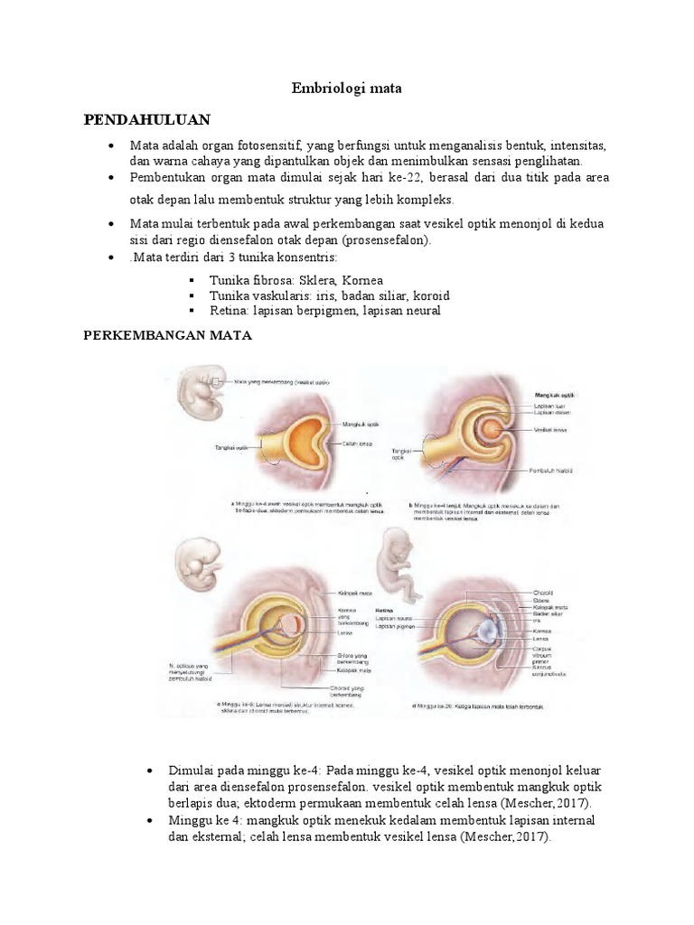 Bahan PPT Embriologi Mata | PDF | Kajian Bahasa Asing | Sains & Matematika