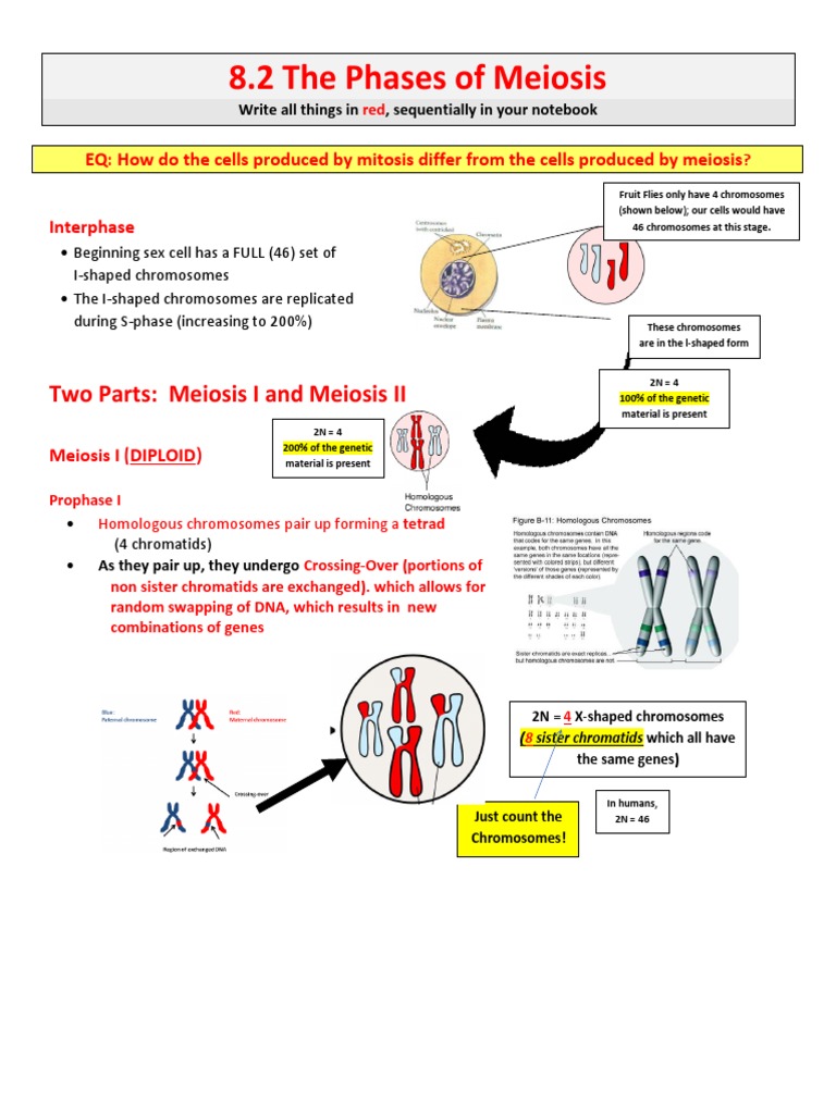 8.2 The Phases of Meiosis: Two Parts: Meiosis I and Meiosis II | PDF ...