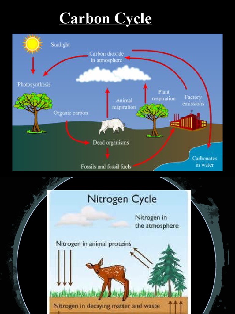 Understanding Ecosystems and Limiting Factors | PDF | Instinct | Food Web