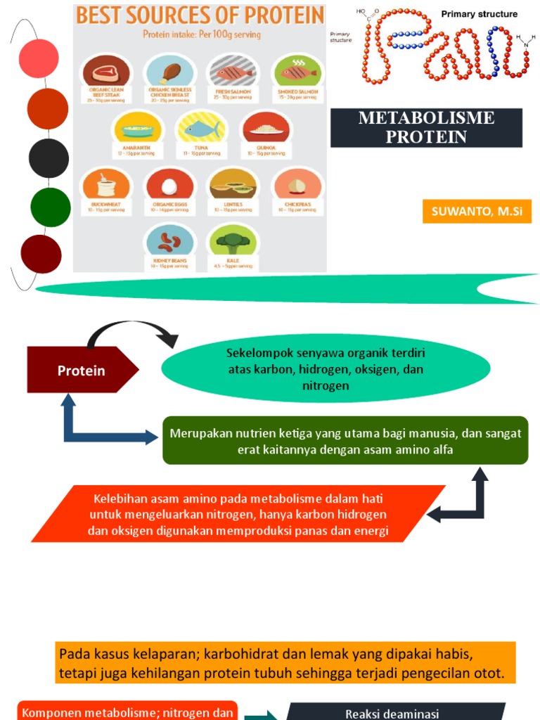 Metabolisme Protein | PDF