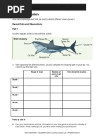 02 - Activity - Shark Dichotomous Key | PDF | Taxa | Sharks