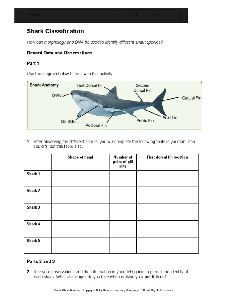 BIO CH19 L02 Synth Interactivity WKS | PDF