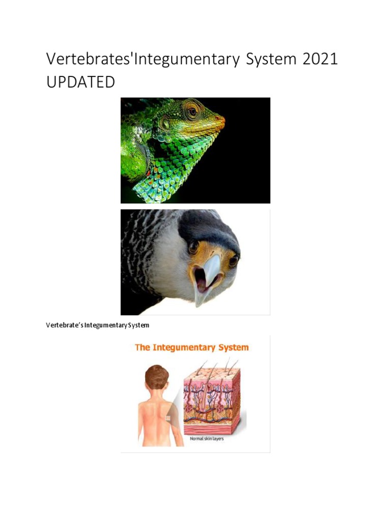 Vertebrates'Integumentary System 2021 Updated | PDF | Feather | Skin