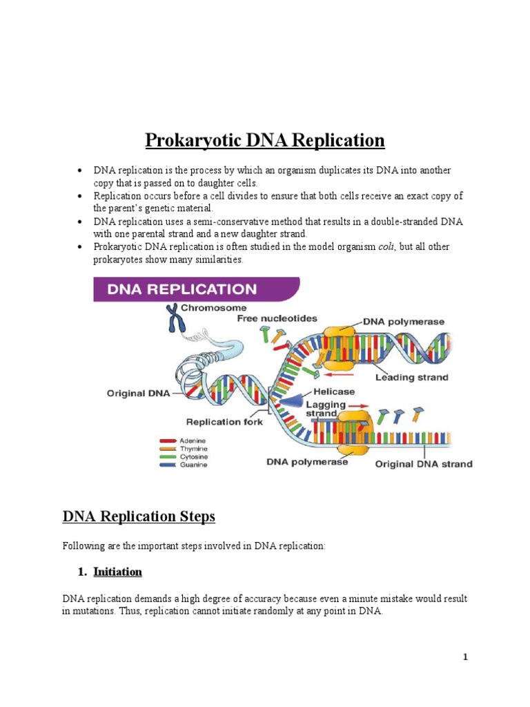 Prokaryotic Dna Replication Lagging Strand