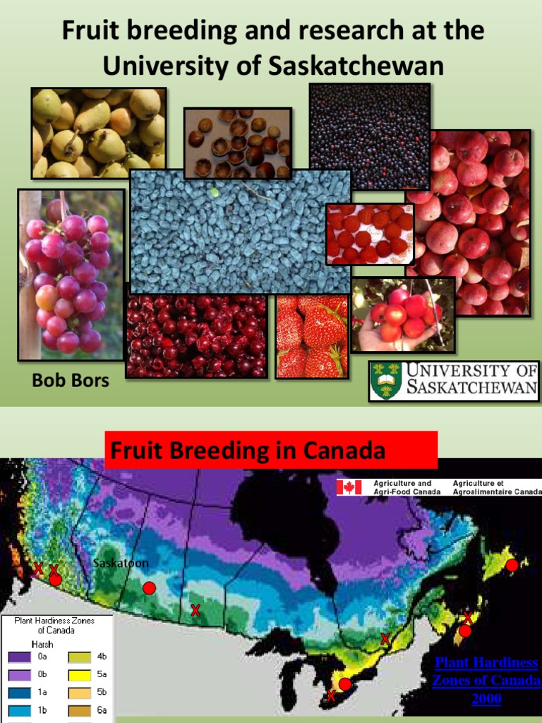 Hodowla Haskap Bob Bors | PDF | Berry | Plant Breeding