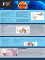 El Timo Animal | PDF