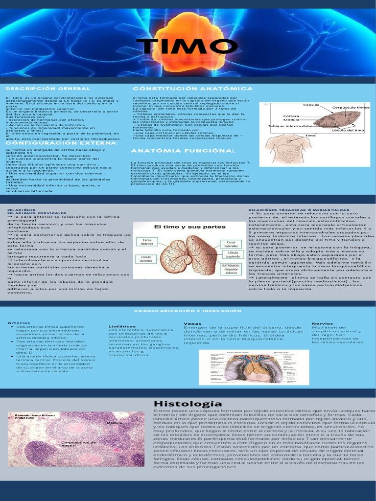 Timo Infografia | Descargar gratis PDF | Timo | Anatomia animal