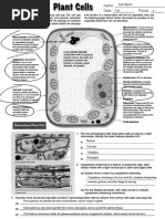 Cell Organelles Worksheet | PDF | Endoplasmic Reticulum | Cell (Biology)