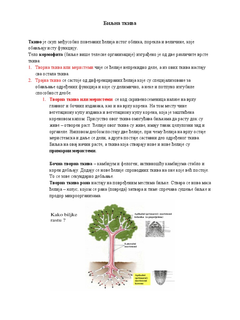 Biologija 1 - Biljna Tkiva | PDF