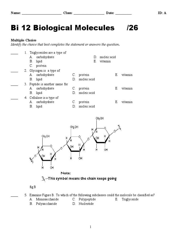 Biological Molecules Worksheet Answers | PDF | Lipid | Carbohydrates