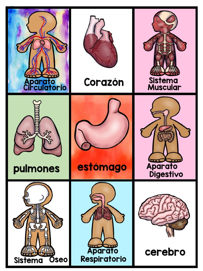 Lotería Partes Del Cuerpo | PDF