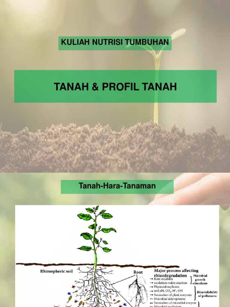 2-Bahan Kuliah Tanah Profil Tanah | PDF | Weathering | Soil Science