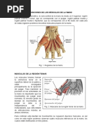 Anatomía de la Región Palmar de la Mano | PDF | Mano | Sistema ...