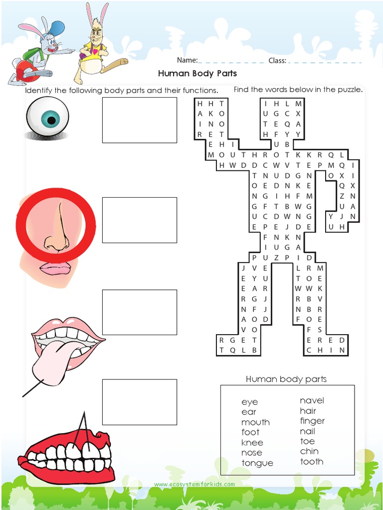 Human Body Parts Identification | PDF | Anatomy | Human Anatomy