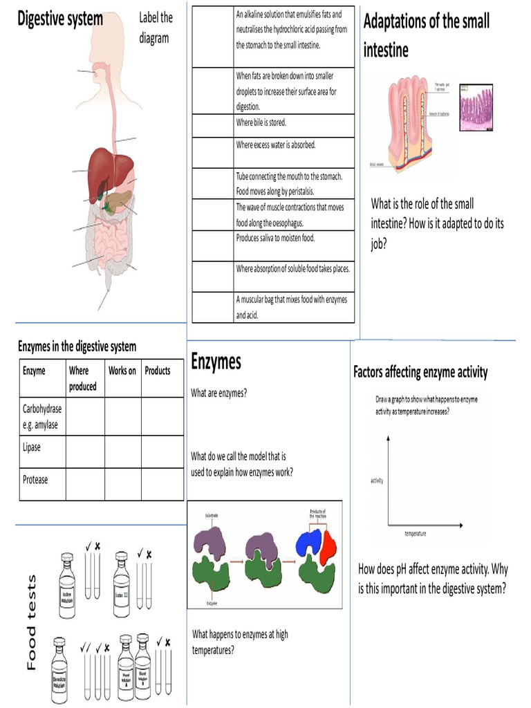 Enzymes: Factors Affecting Enzyme Activity | PDF | Human Digestive ...