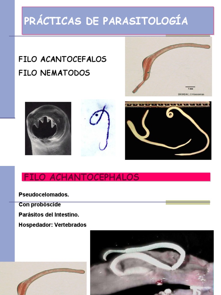 PRACTICA Nematodos | PDF | Nematodo | Parasitología
