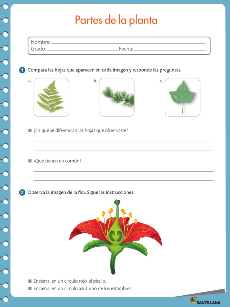 3° Partes de La Planta | PDF