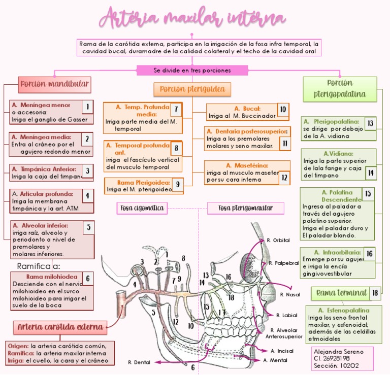 Anatomía De La Arteria Maxilar Armado Del Modelo. A. Visión Lateral