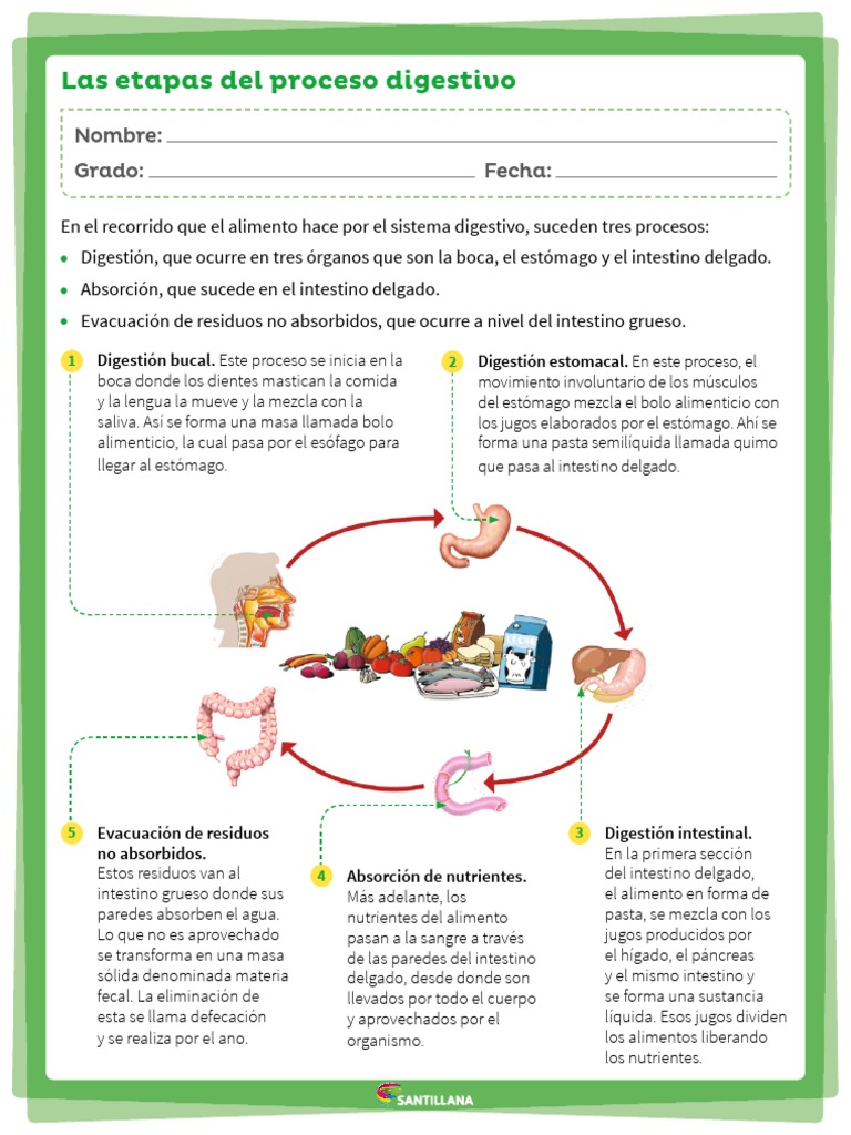 Etapas Del Proceso Digestivo Humano Pdf