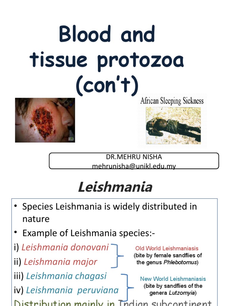 Blood and Tissue Protozoa (Con't) : DR - Mehru Nisha Mehrunisha@unikl ...