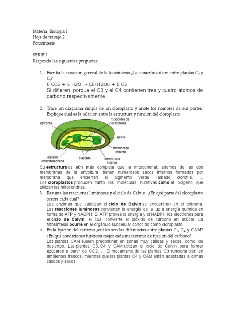 Hoja de Trabajo 2 Fotosíntesis | PDF | Fotosíntesis | Cloroplasto