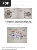 Cell Modification: Mr. Kevin Francis E. Magaoay | PDF | Epithelium ...