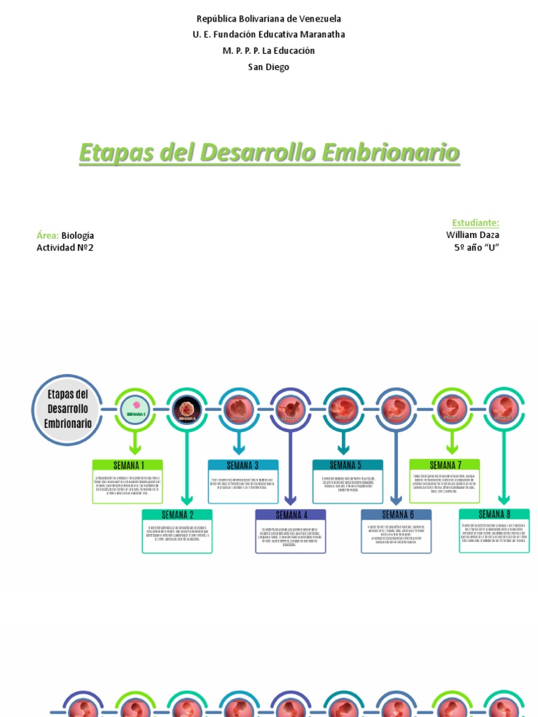 Diagrama Sobre Etapas Del Desarrollo Embrionario | PDF