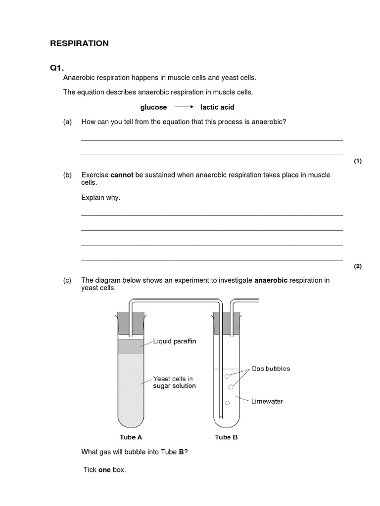 Respiration I Questions | PDF | Fermentation | Cellular Respiration