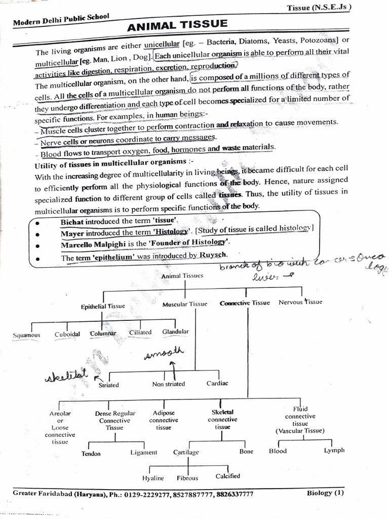 Animal Tissue Notes | PDF | Epithelium | Connective Tissue