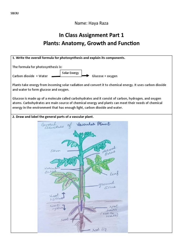 Plant Assignment Part 1 | PDF | Plant Stem | Leaf