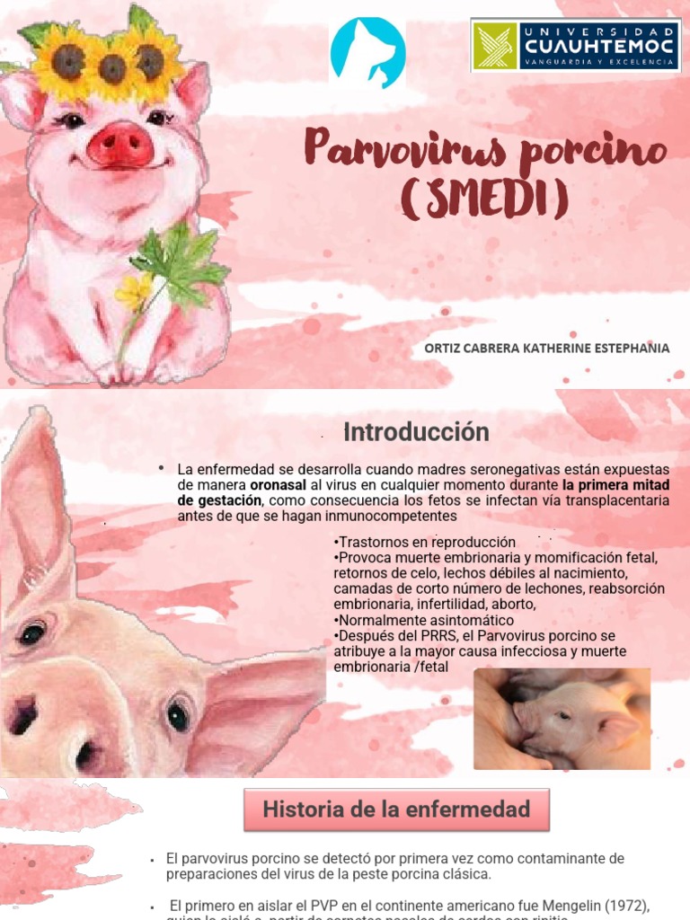 Parvovirus Porcino (SMEDI) 1 | PDF | Sistema inmune | Anticuerpo