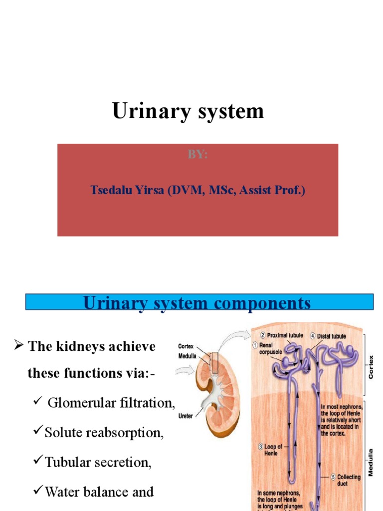 Urinary System: Tsedalu Yirsa (DVM, MSC, Assist Prof.) | PDF | Abdomen ...