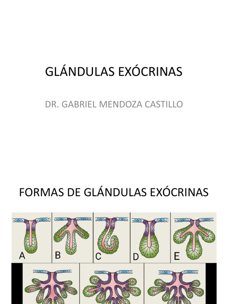 Glándulas Exócrinas | PDF