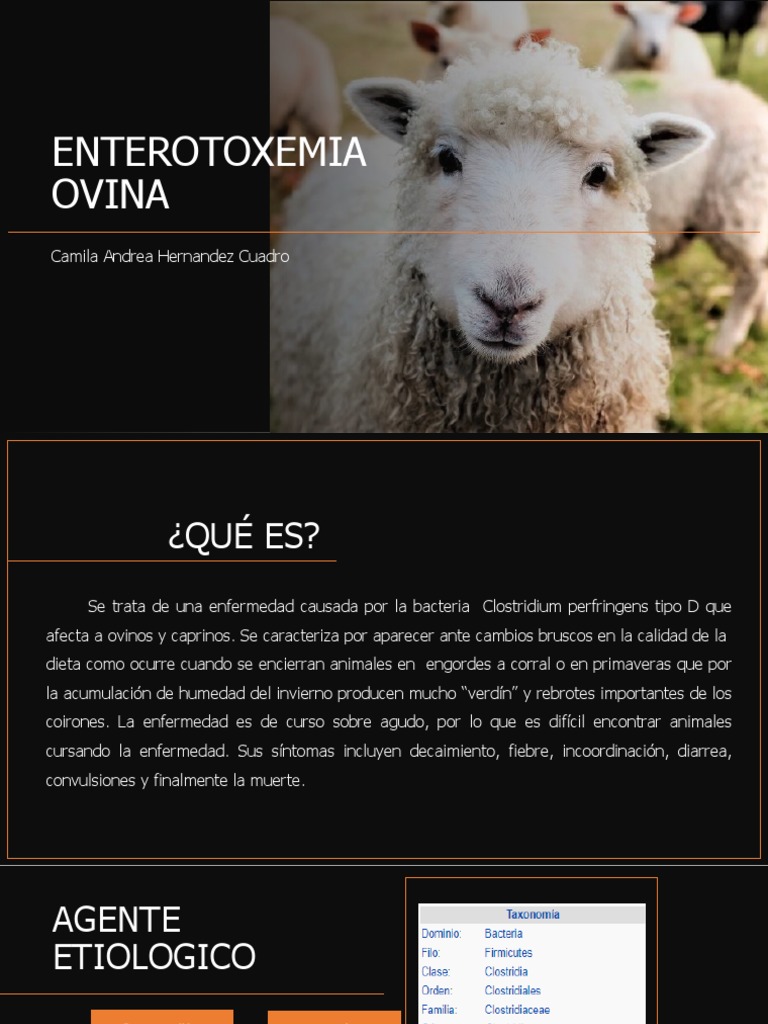 Enterotoxemia ovina: una enfermedad causada por la bacteria Clostridium ...