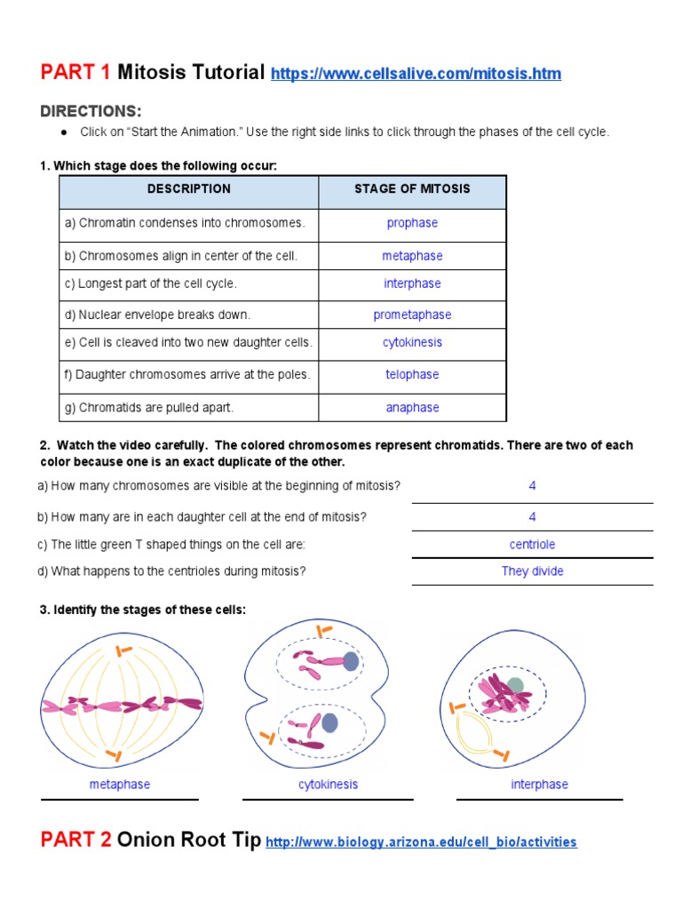 Mitosis Tutorial: Directions | PDF | Mitosis | Cell Anatomy