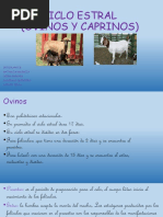 Reproducción Ovina y Caprina | PDF | Sistema reproductivo | Testículo