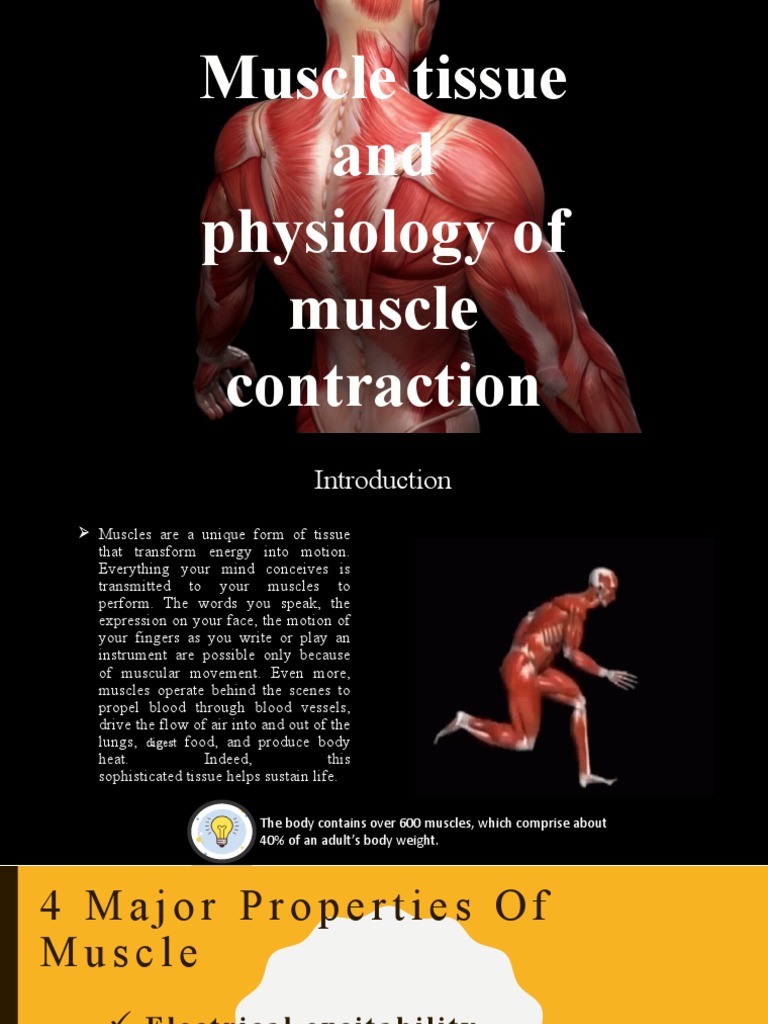 Muscle Tissue and Physiology of Muscle Contraction | PDF | Tissue ...