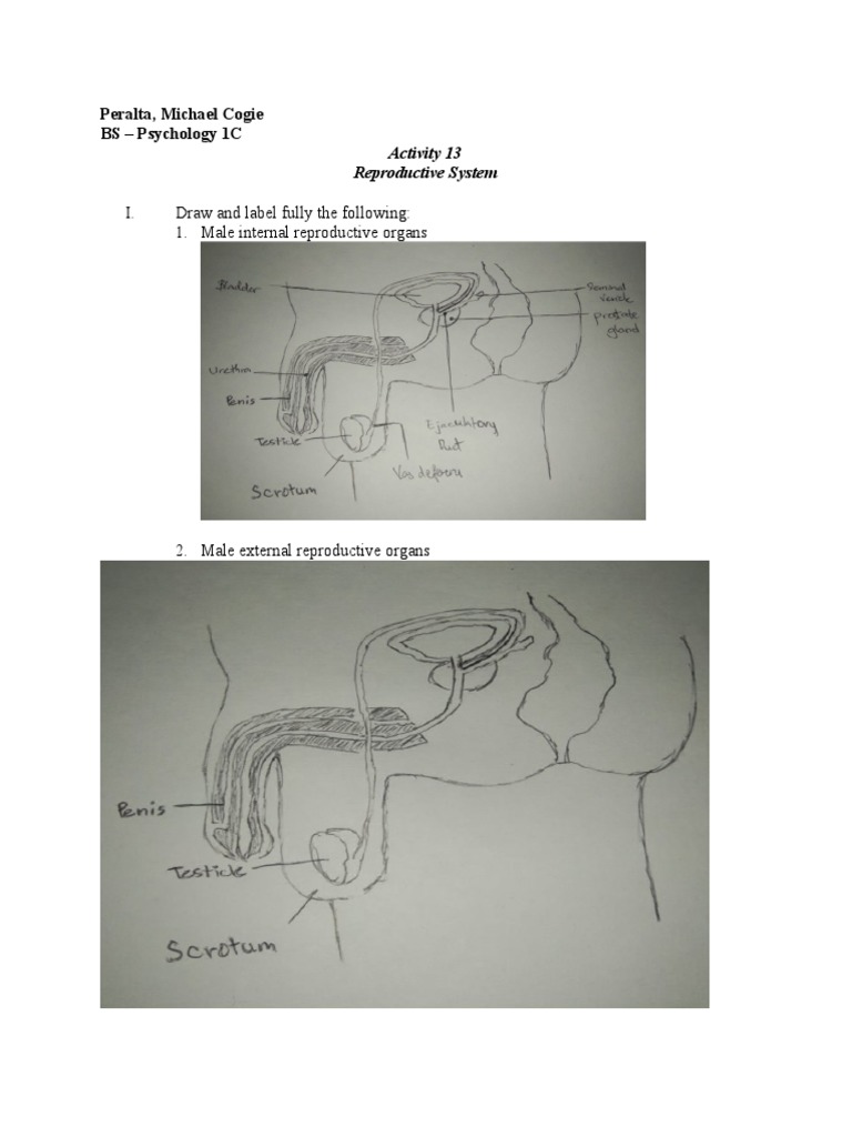 Activity 13 - Reproductive System - PERALTA | PDF