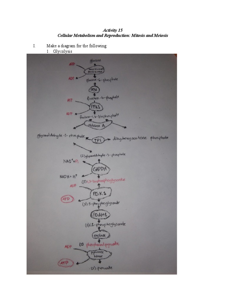 Mitosis and Meiosis Phases Explained | PDF | Meiosis | Mitosis