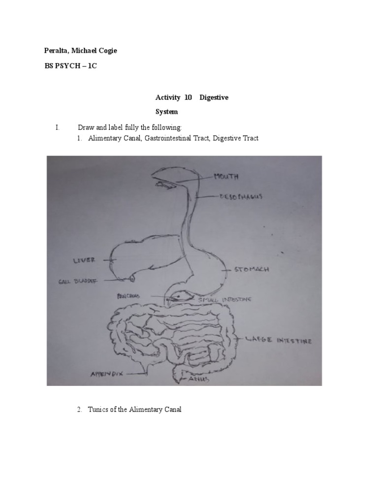 Activity-10-Digestive-System - PERALTA | PDF | Gastrointestinal Tract ...