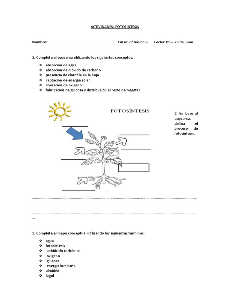 Actividades Fotosintesis | PDF