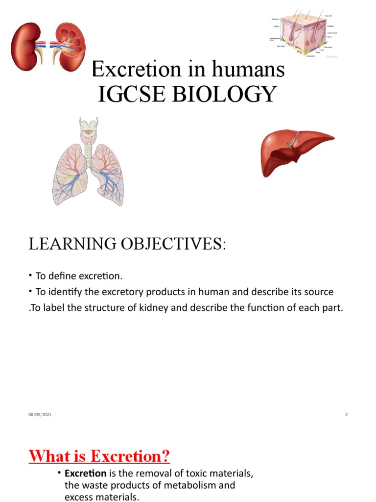 Igcse Biology 91 2i Excretion Humans Teaching Resources Excretion In