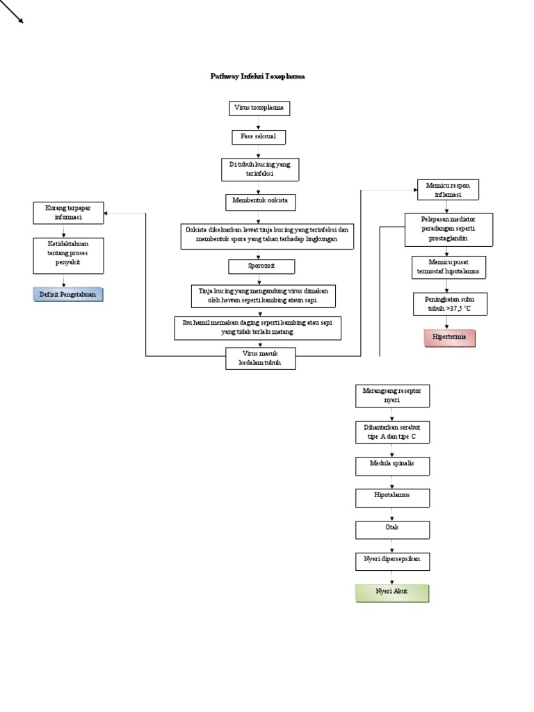 Pathway Dan Konsep Keperawatan Infeksi Torch | PDF