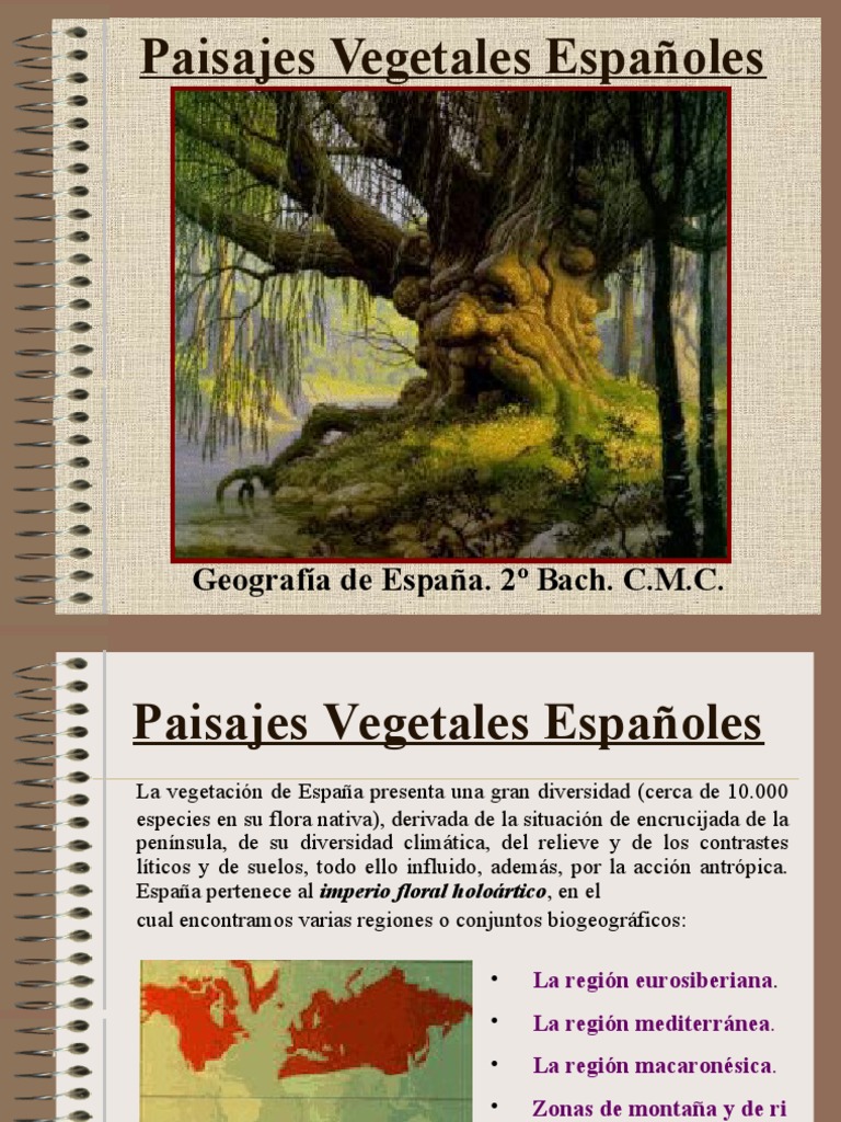 Paisajes Vegetales Españoles | PDF | Roble | Forma de vida vegetal